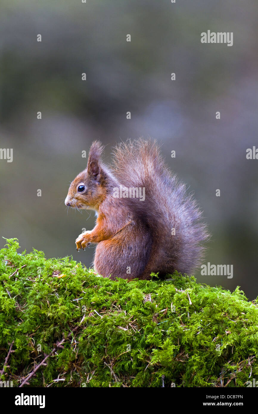 Photo of a squirrel climbing tree hi-res stock photography and images ...