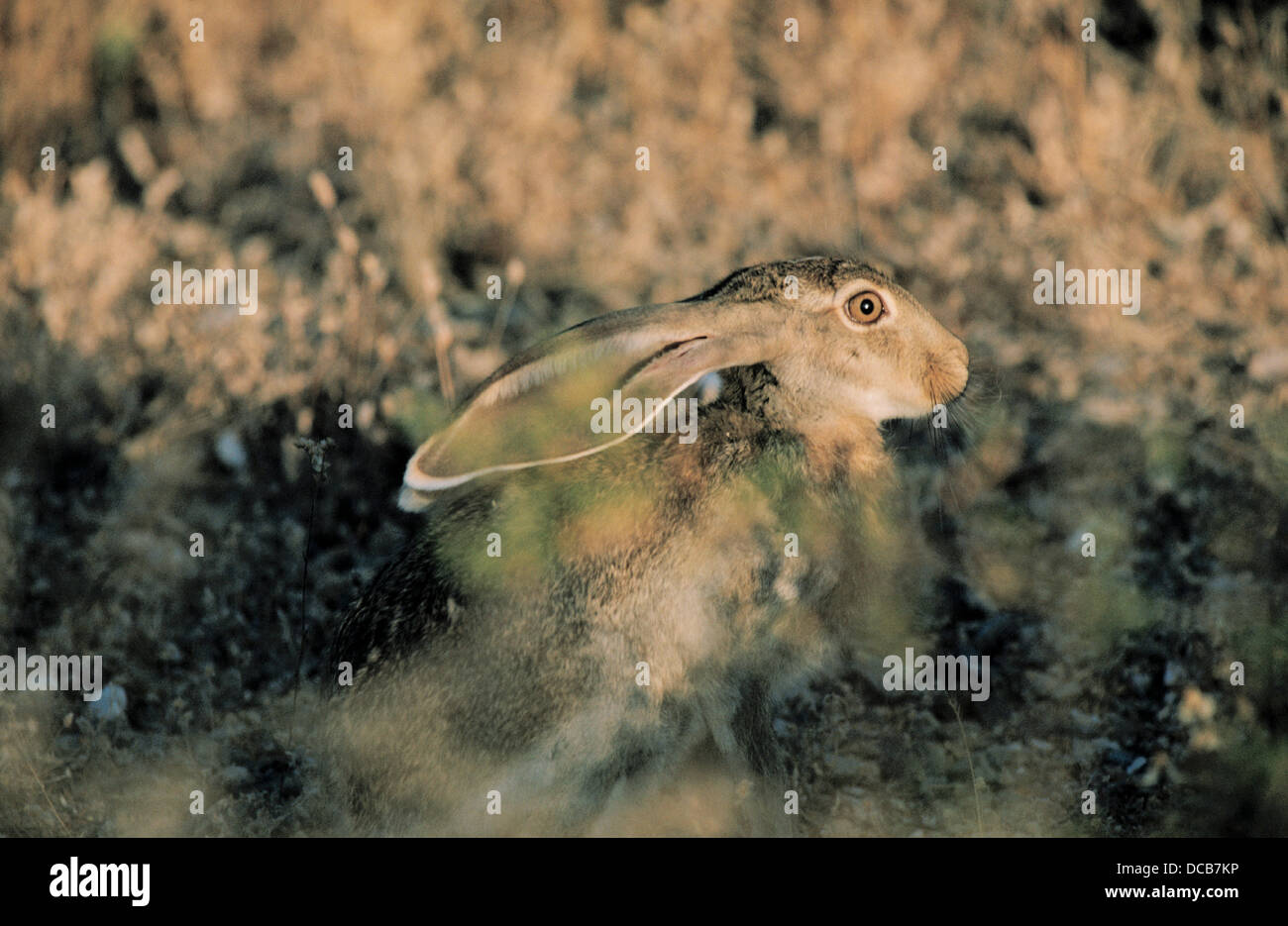 Lepus alleni hi-res stock photography and images - Alamy
