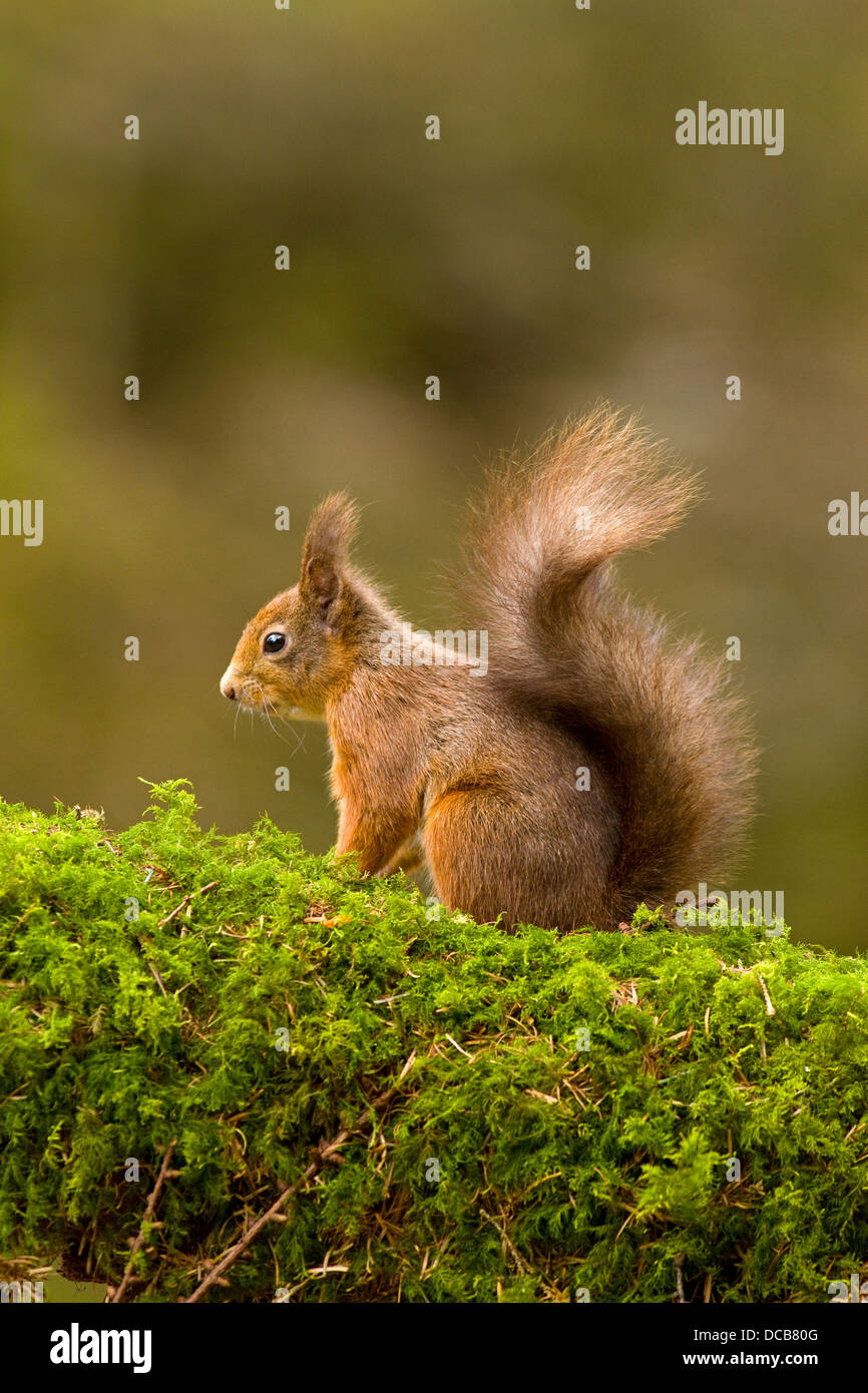 Red Squirrel in a forest in Co.Louth,Ireland Stock Photo - Alamy