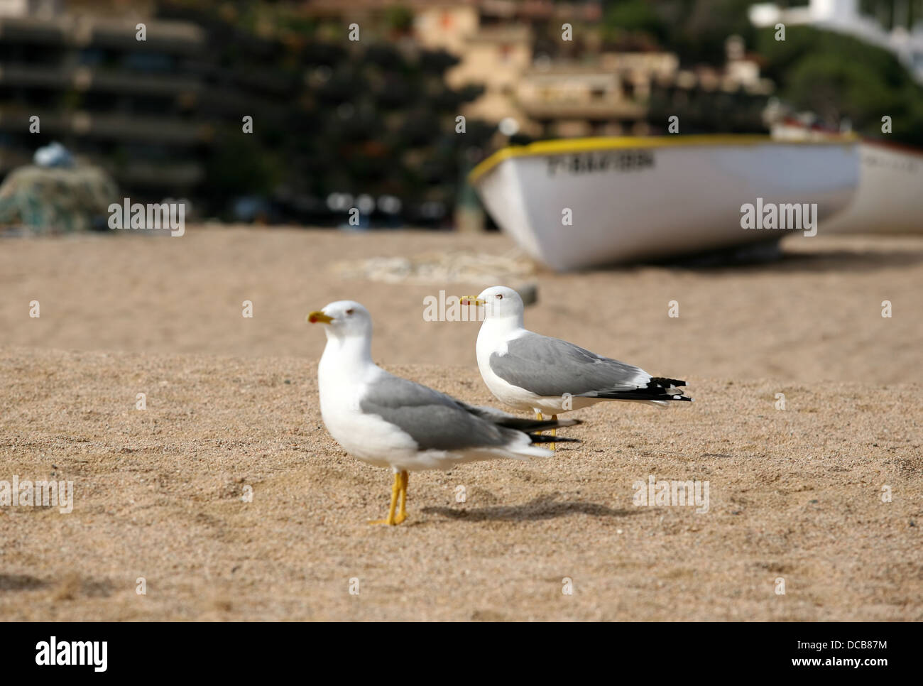 Flock seagulls in sunrise hi-res stock photography and images - Alamy