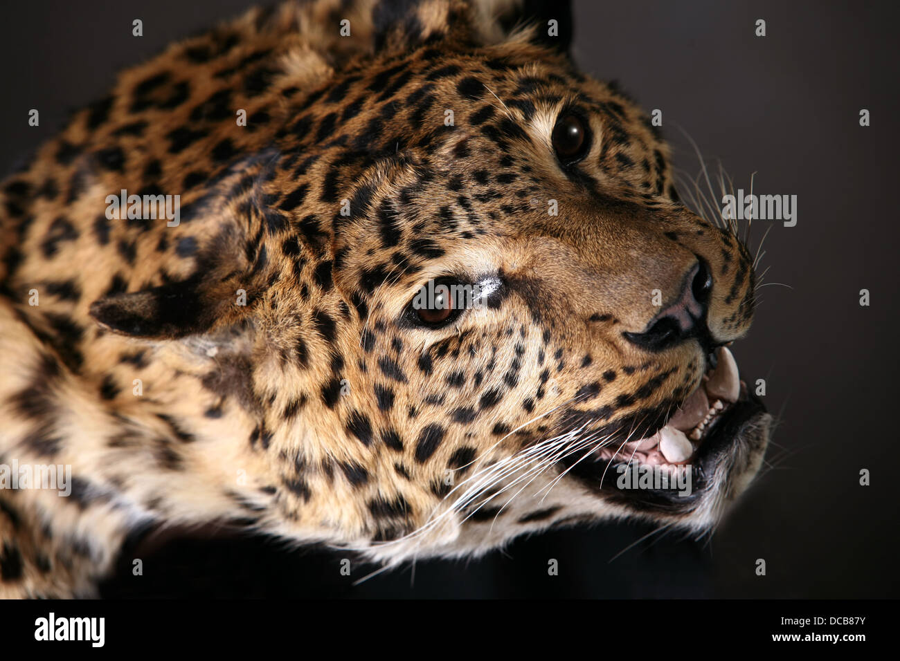 Defender species hi-res stock photography and images - Alamy