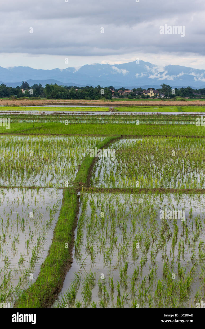 Ridge rice field in thailand hi-res stock photography and images - Alamy