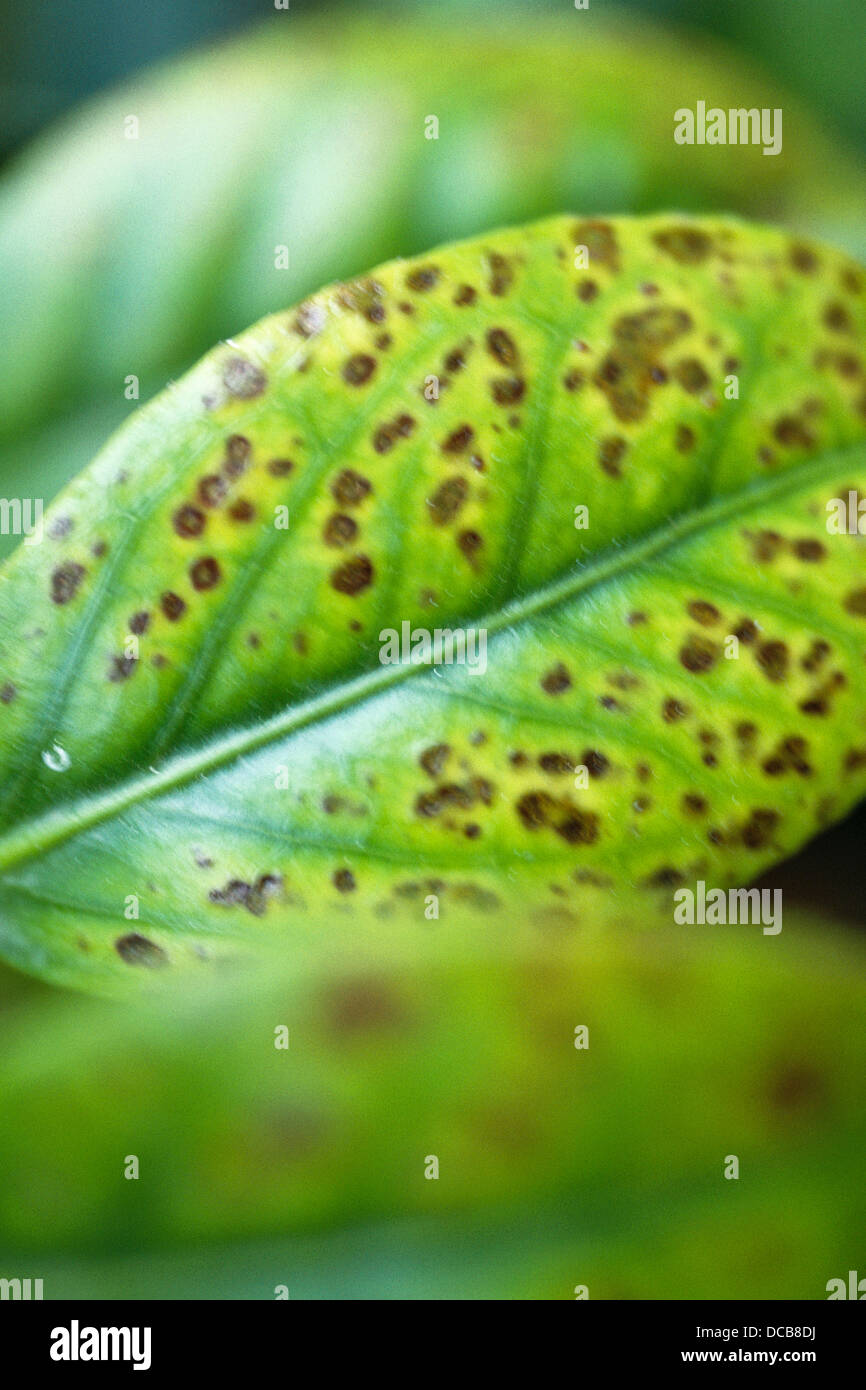 Sick leaves up close hi-res stock photography and images - Alamy