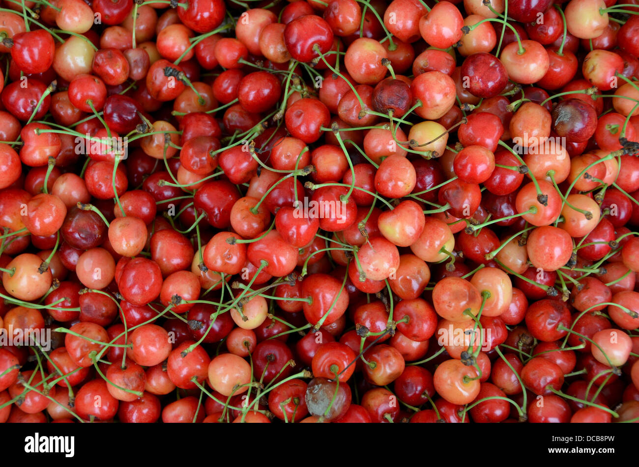 Typical Belgian cherries at the market Stock Photo - Alamy