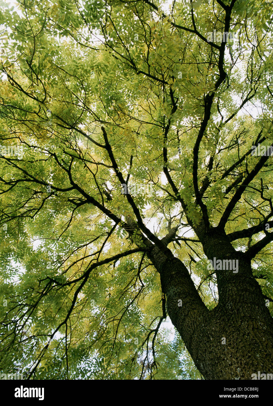 Weeping Ash tree (Fraxinus excelsior Stock Photo - Alamy