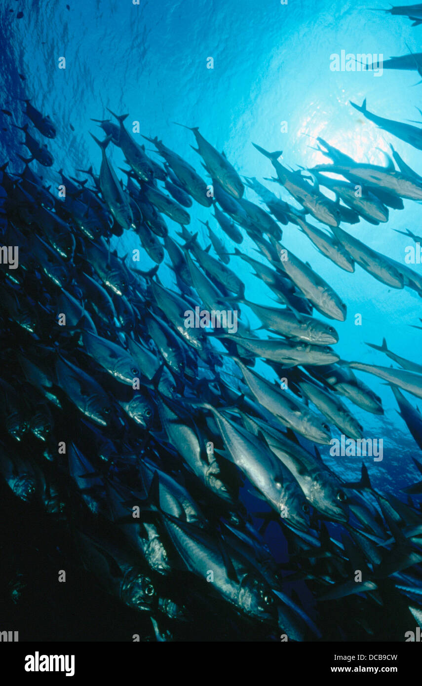 Swirling school of fish Stock Photo - Alamy