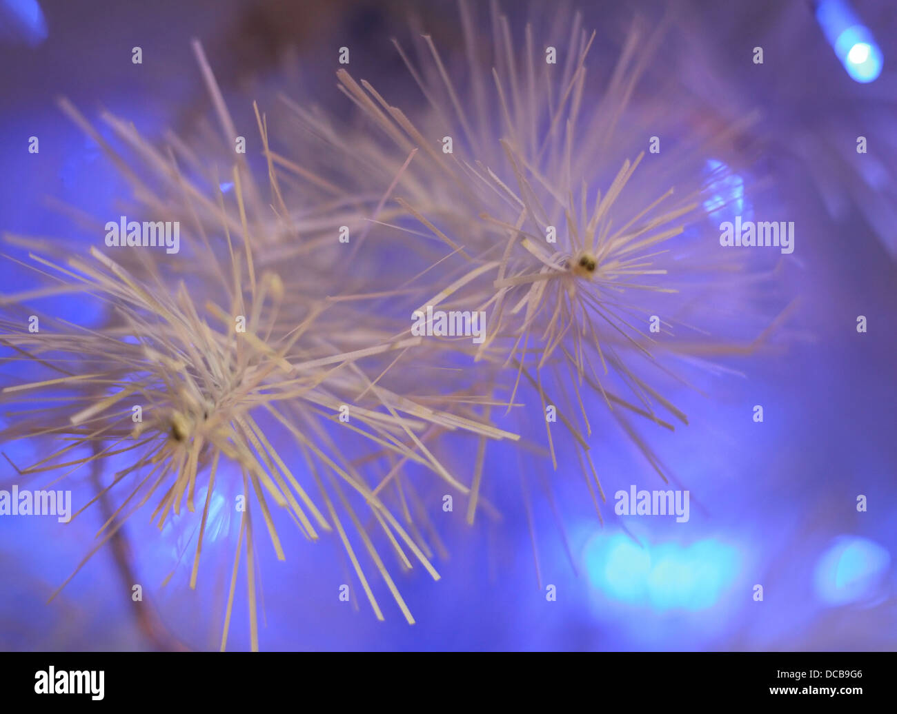 Fur-tree with fires Stock Photo - Alamy