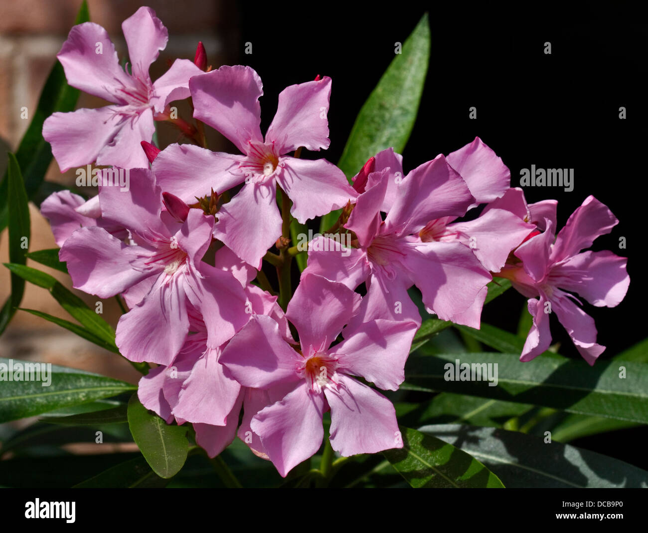 Pink Nerium Oleander Stock Photo - Alamy