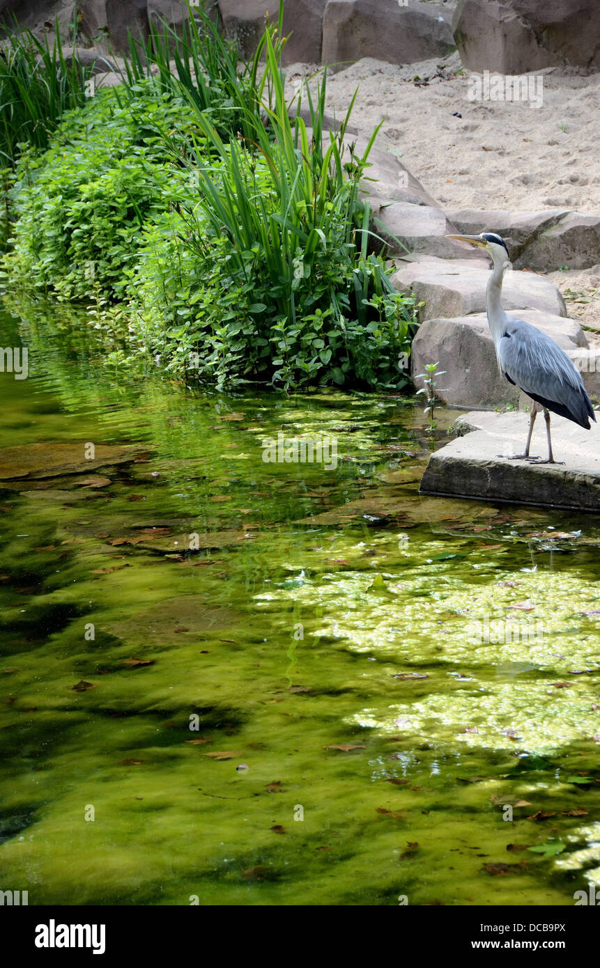 A bird by the pool Stock Photo - Alamy