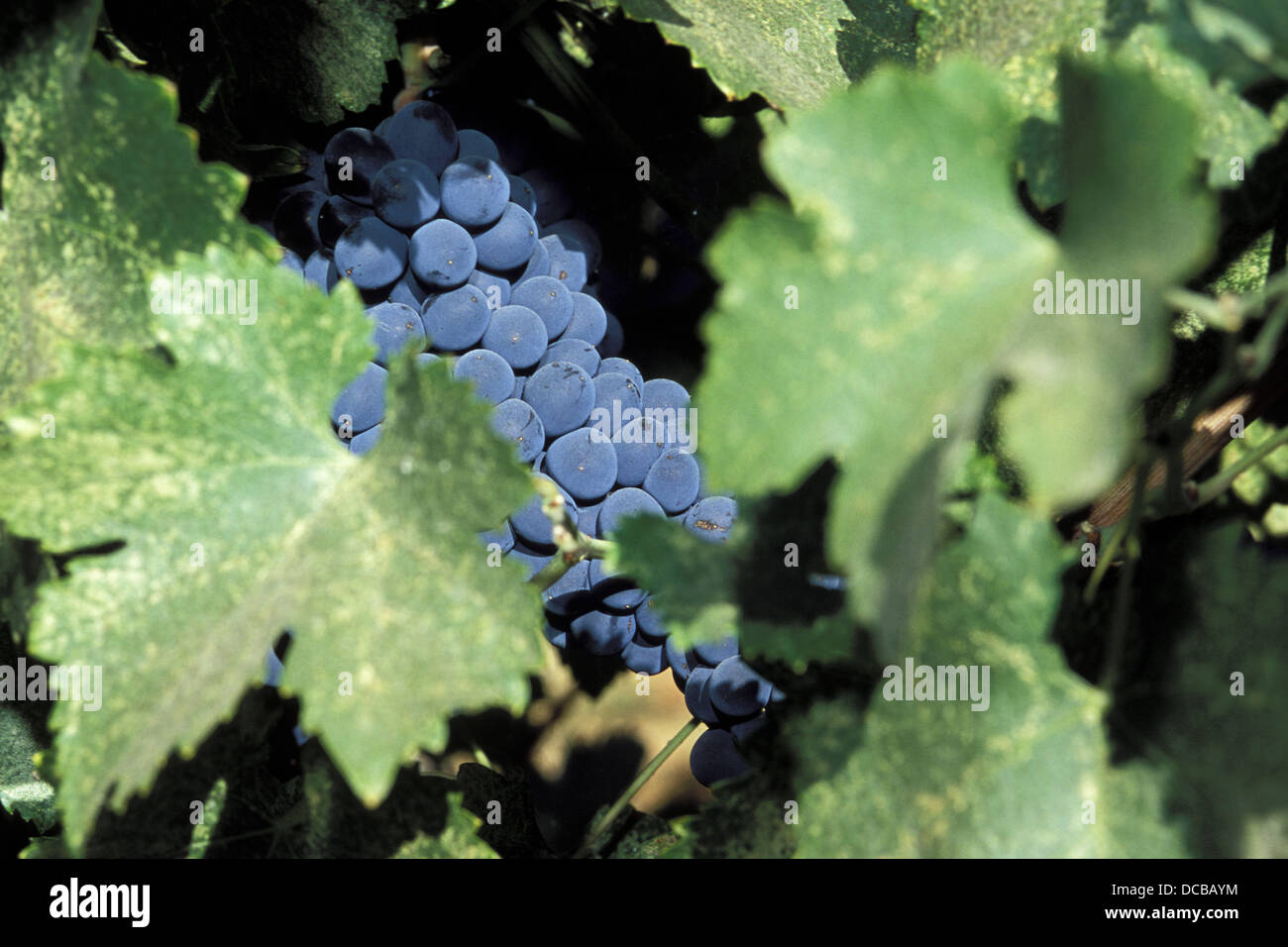 California grapes delta hi-res stock photography and images - Alamy