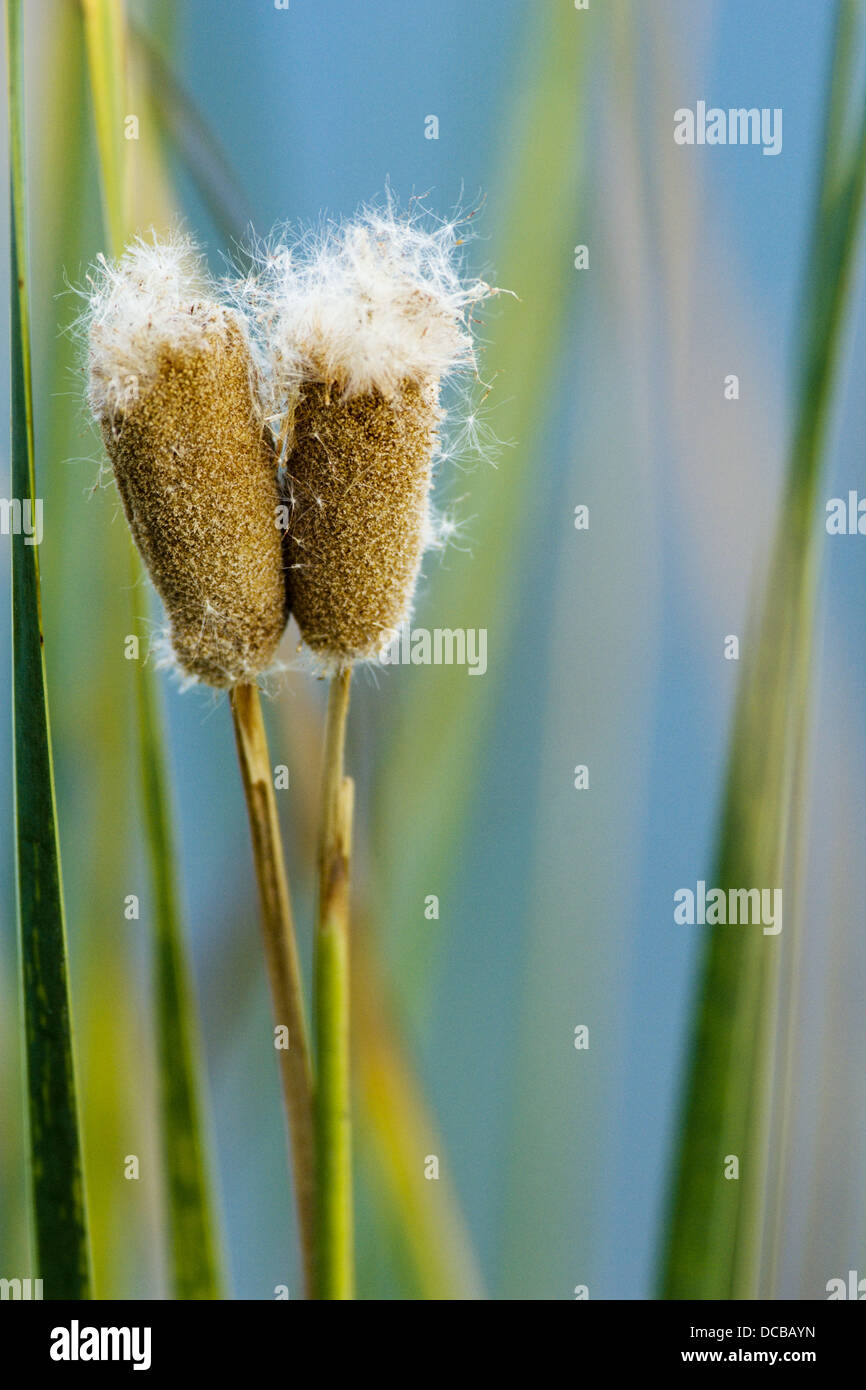 Tule Cattail (Typha domingensis Stock Photo - Alamy Tule Cattail (Typha domingensis Stock Photo - Alamy