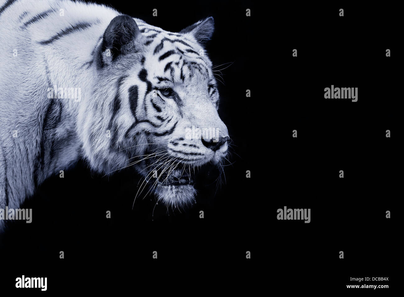 White tiger hi-res stock photography and images - Alamy