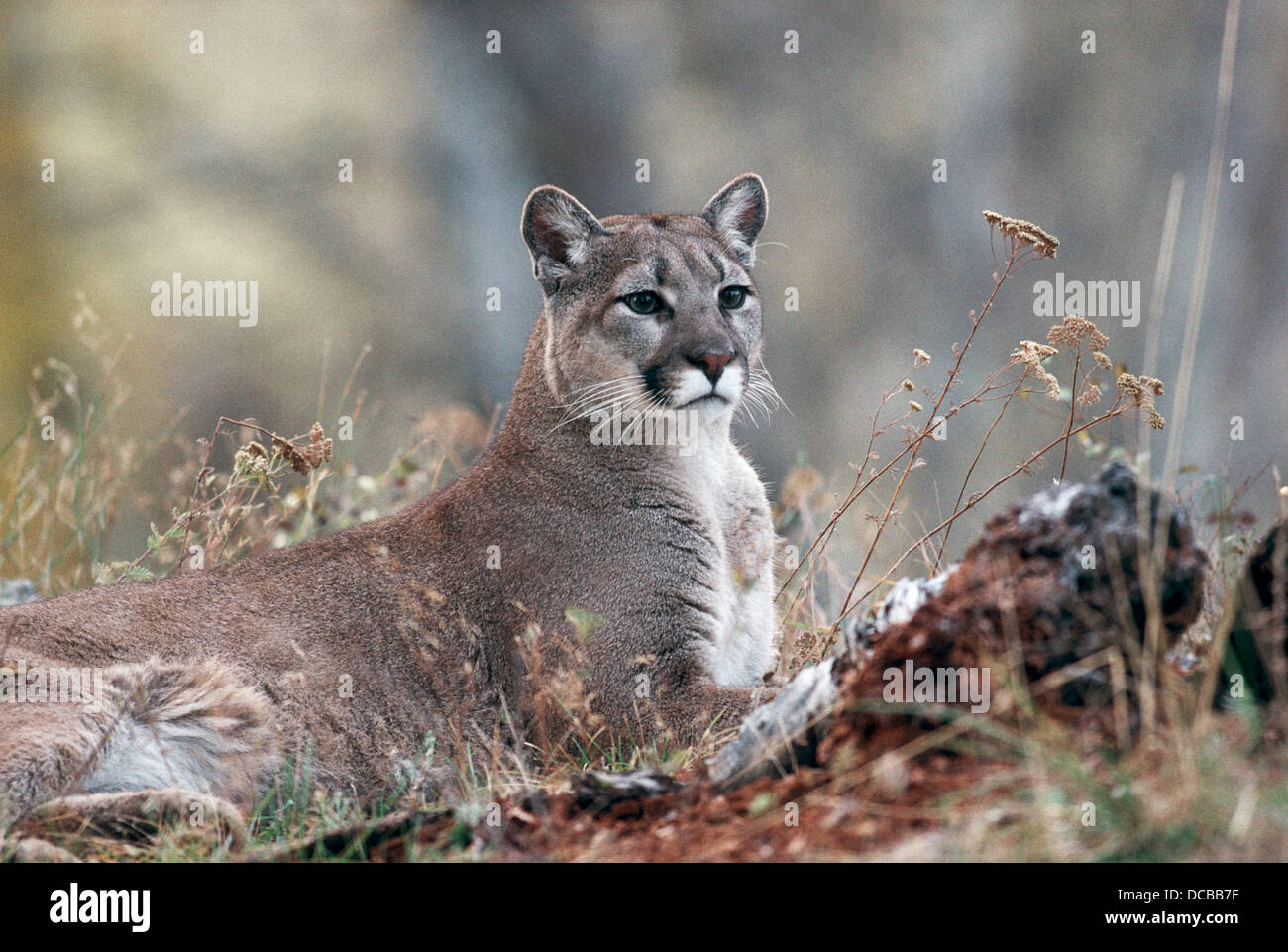 Mountain Lion Puma Concolor Lying Down High Resolution Stock ...