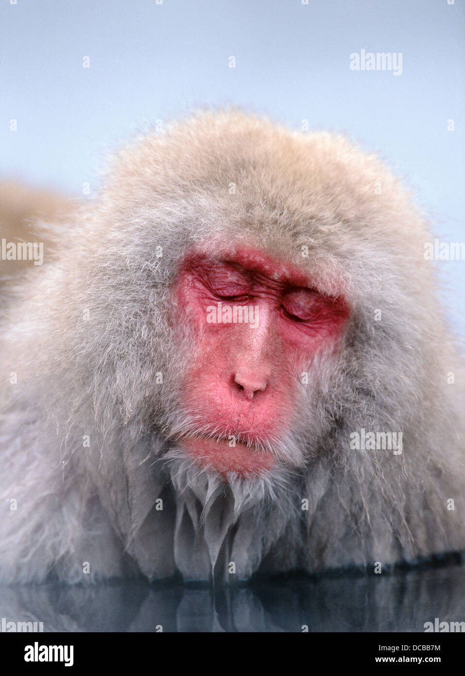 Macata fuscata hi-res stock photography and images - Alamy