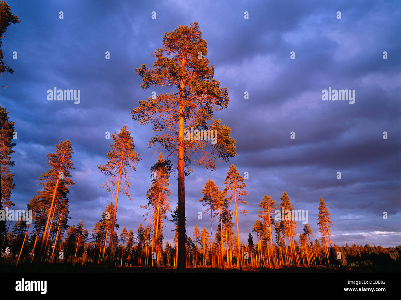 Scots pines (Pinus sylvestris). Västerbotten. Sweden Stock Photo - Alamy