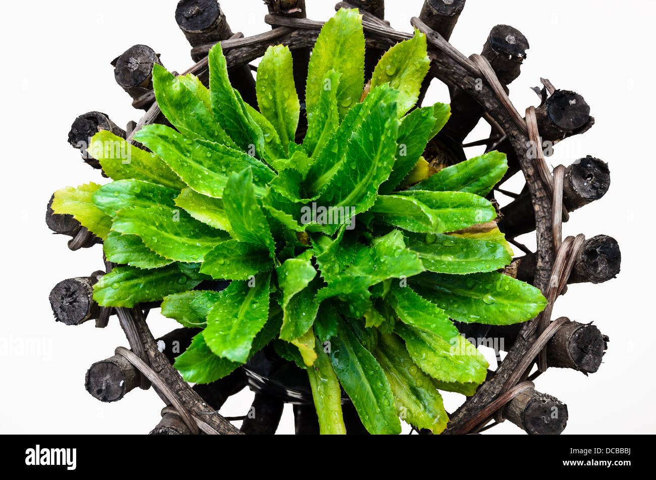 Sawtooth Herb High Resolution Stock Photography and Images - Alamy