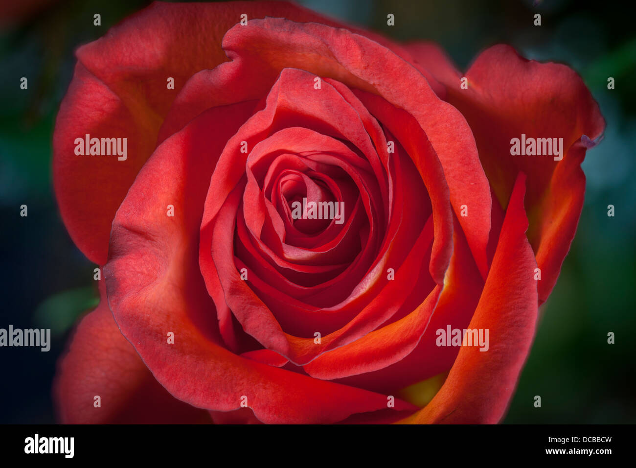 Orange And Red Roses High Resolution Stock Photography and Images - Alamy