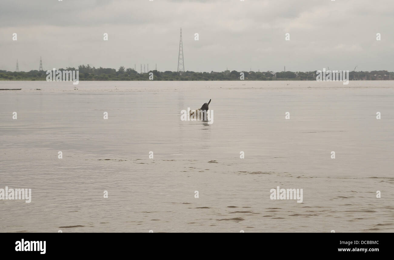 Ganges river dolphin hi-res stock photography and images - Alamy