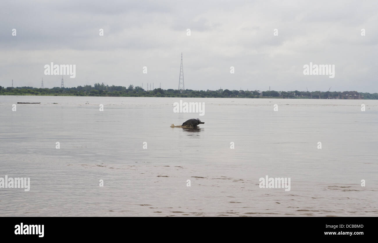 Ganges river dolphin hi-res stock photography and images - Alamy