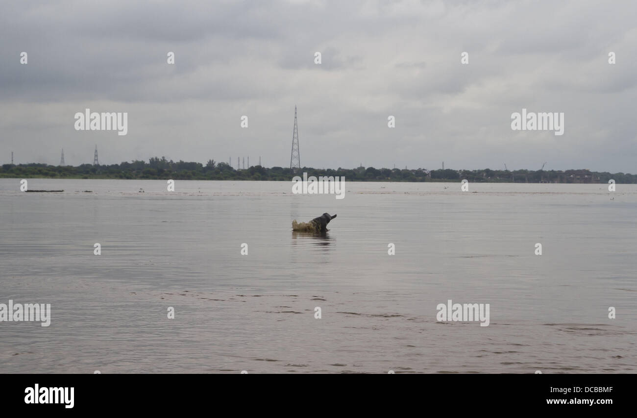 Ganges river dolphin hi-res stock photography and images - Alamy