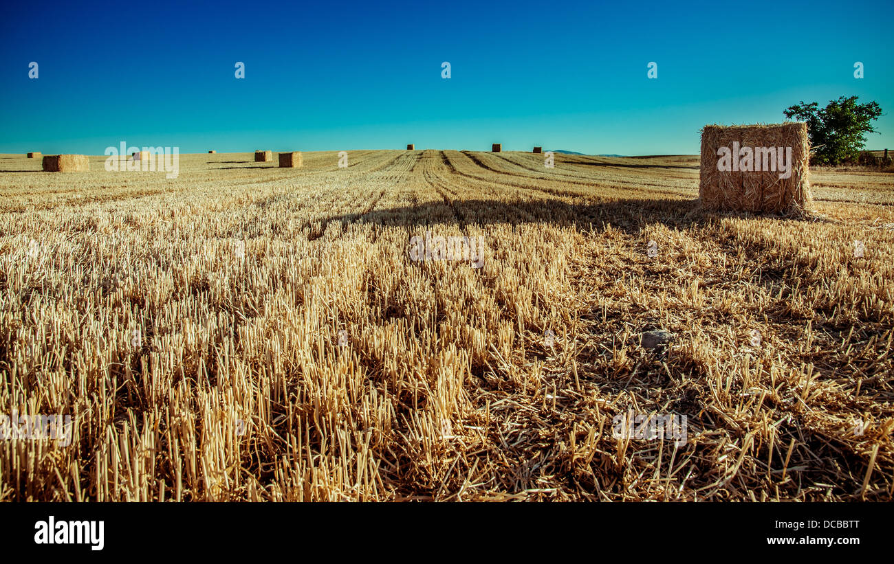 A Spanish field during summer time Stock Photo - Alamy