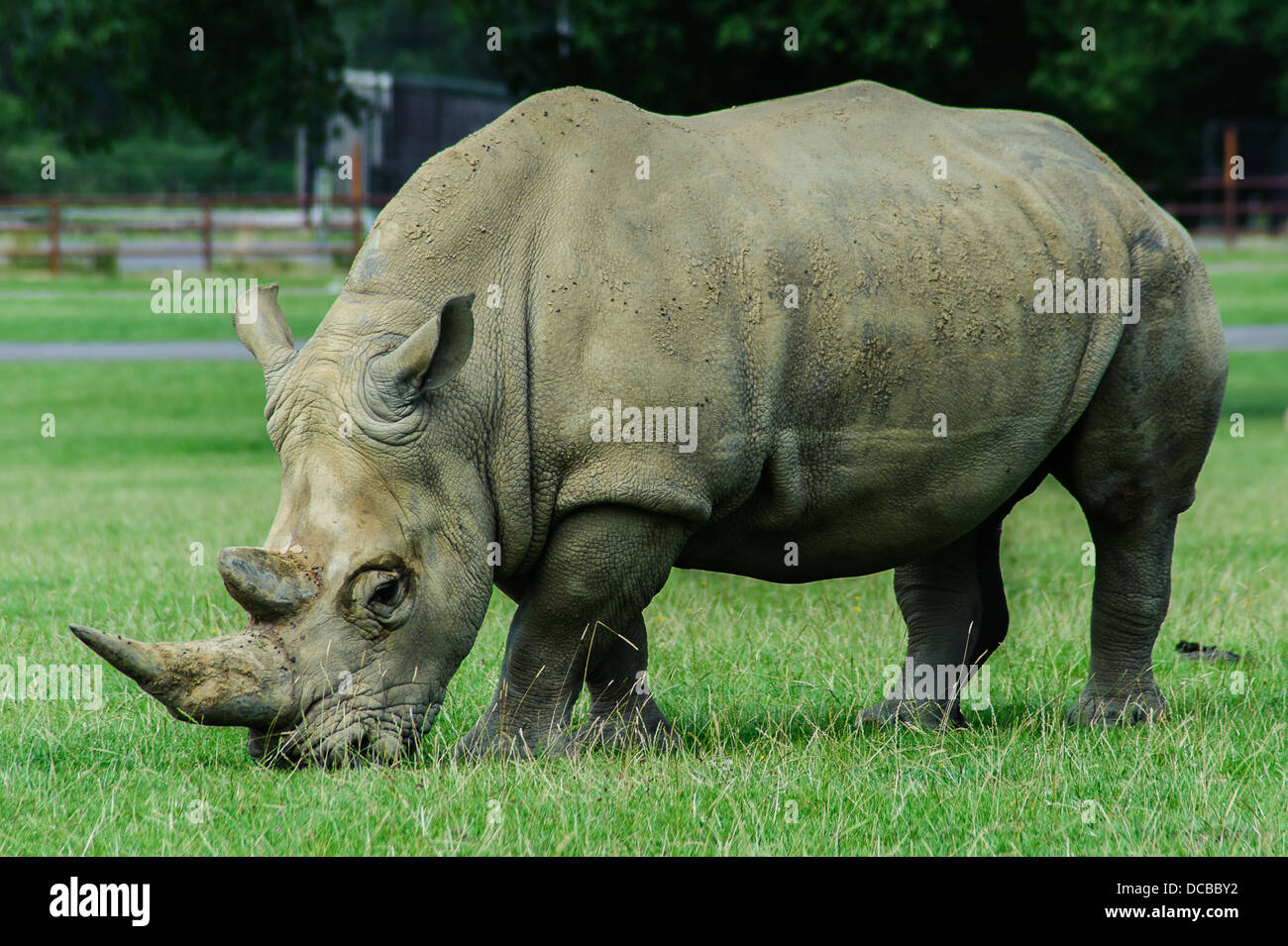 Rhino's at Longleat Animals Wildlife Safari Park Stock Photo - Alamy