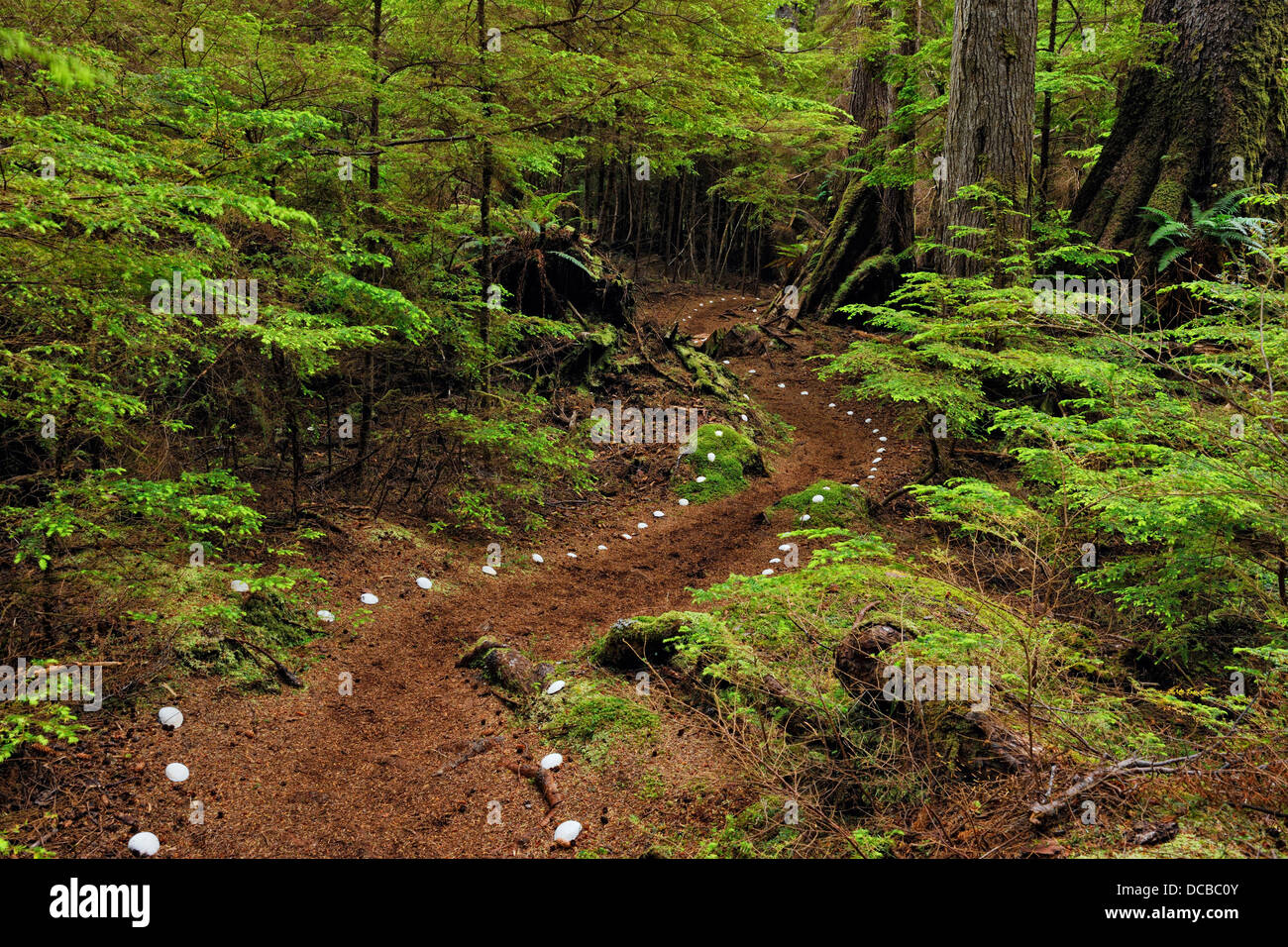 clam shells line a path on Hot Springs Island Haida Gwaii Queen ...