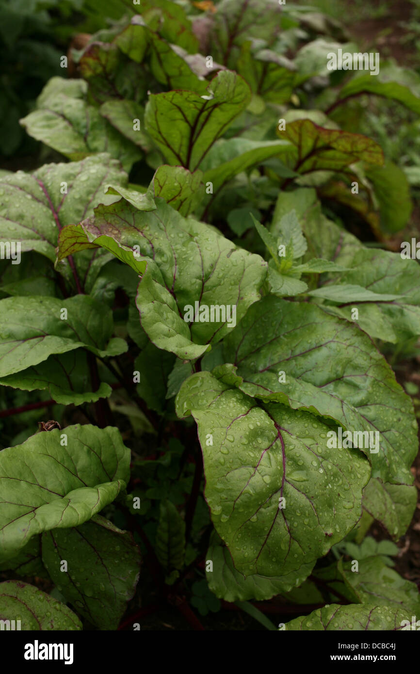 Beet flower hi-res stock photography and images - Alamy