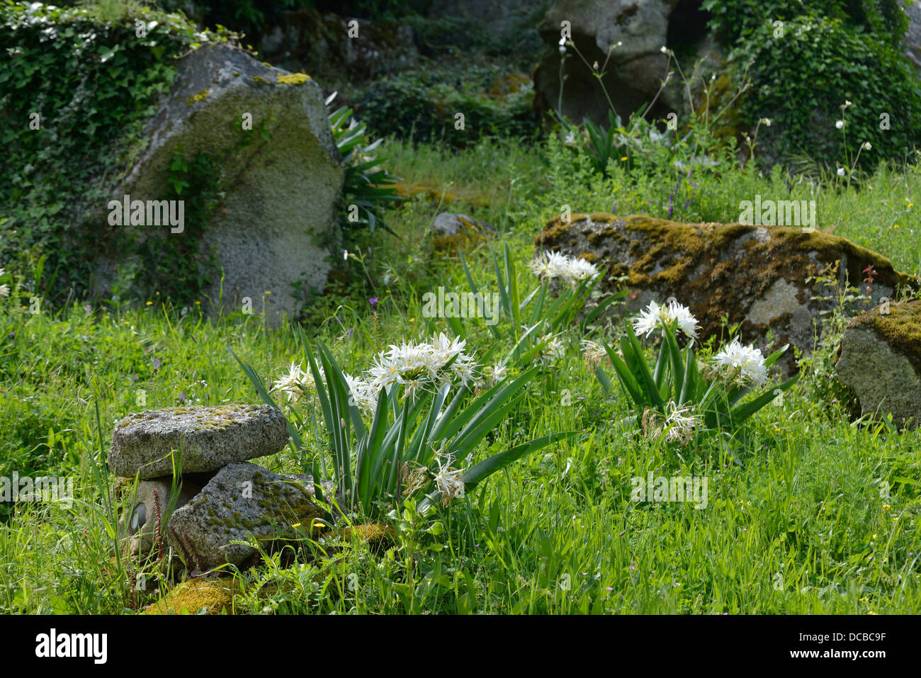 Spring flowers, Filitosa, Corsica, France Stock Photo - Alamy