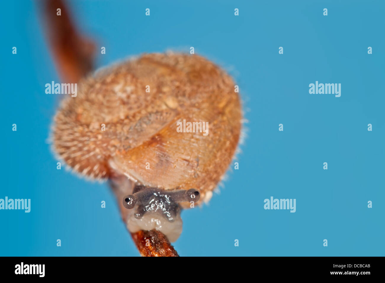 A Funny Looking Snail on a Stick with Blue Background Stock Photo - Alamy