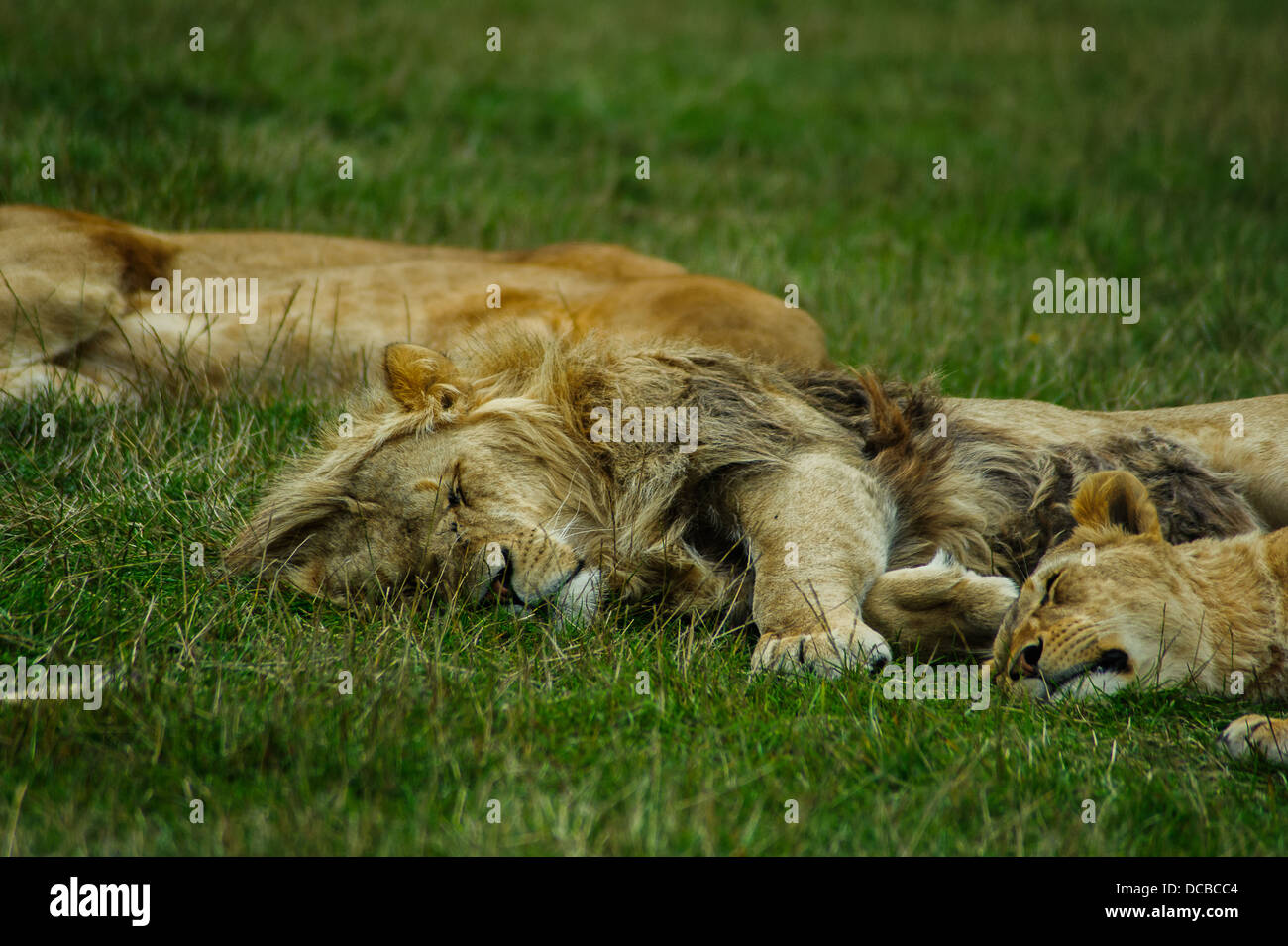 Longleat safari park lion hi-res stock photography and images - Alamy