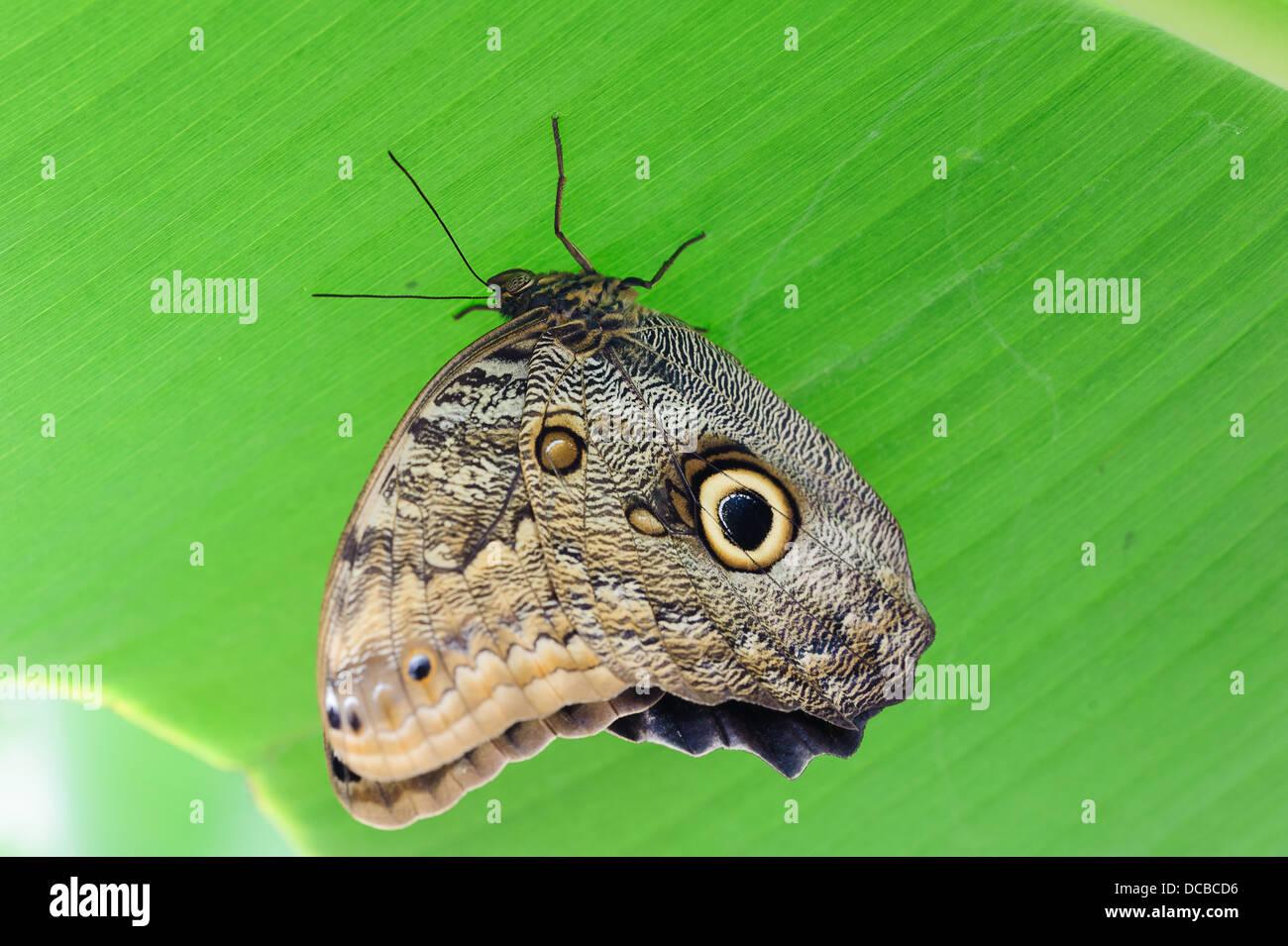 The Owl Butterfly in the genus Caligo Stock Photo - Alamy