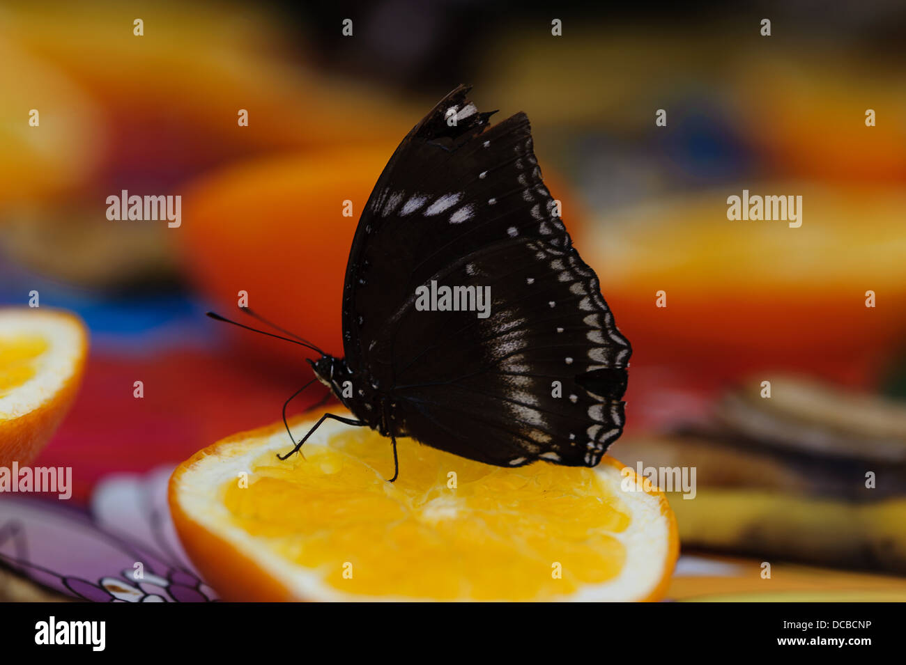 Blue moon butterfly hi-res stock photography and images - Alamy