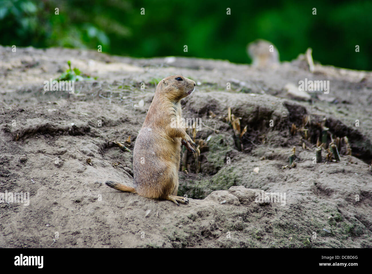 Prairie Dog at Longleat Safari Park.Prairie dogs are burrowing rodents ...