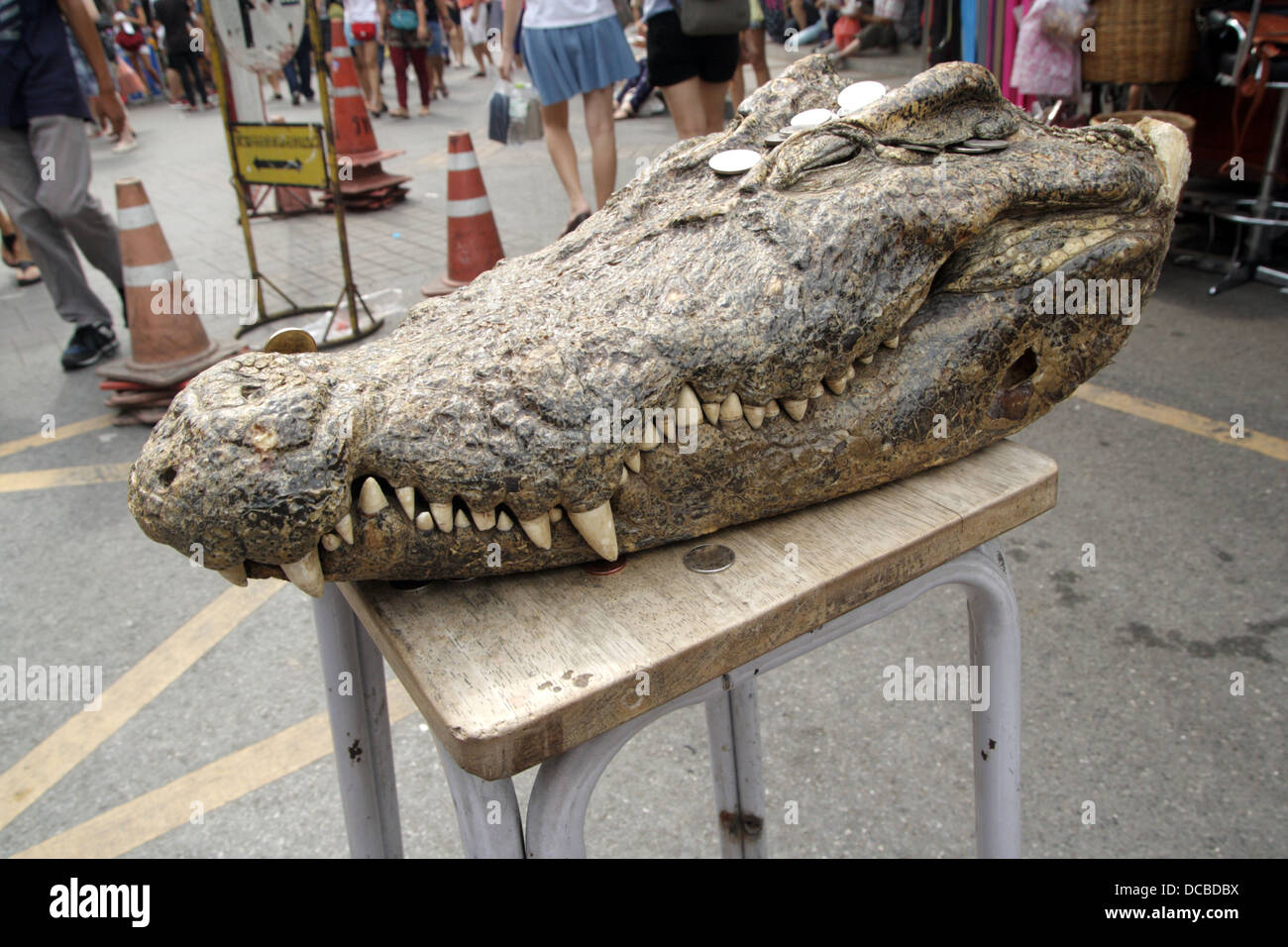 Animal Corpse Stock Photos & Animal Corpse Stock Images - Alamy