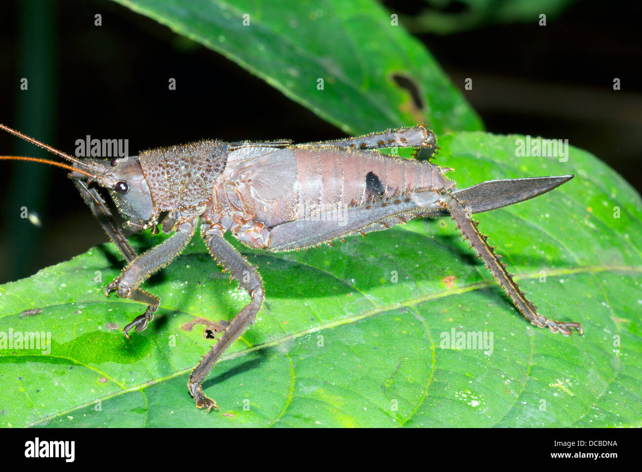 A very large Amazonian bush cricket. Female with ovopositor, Ecuador ...