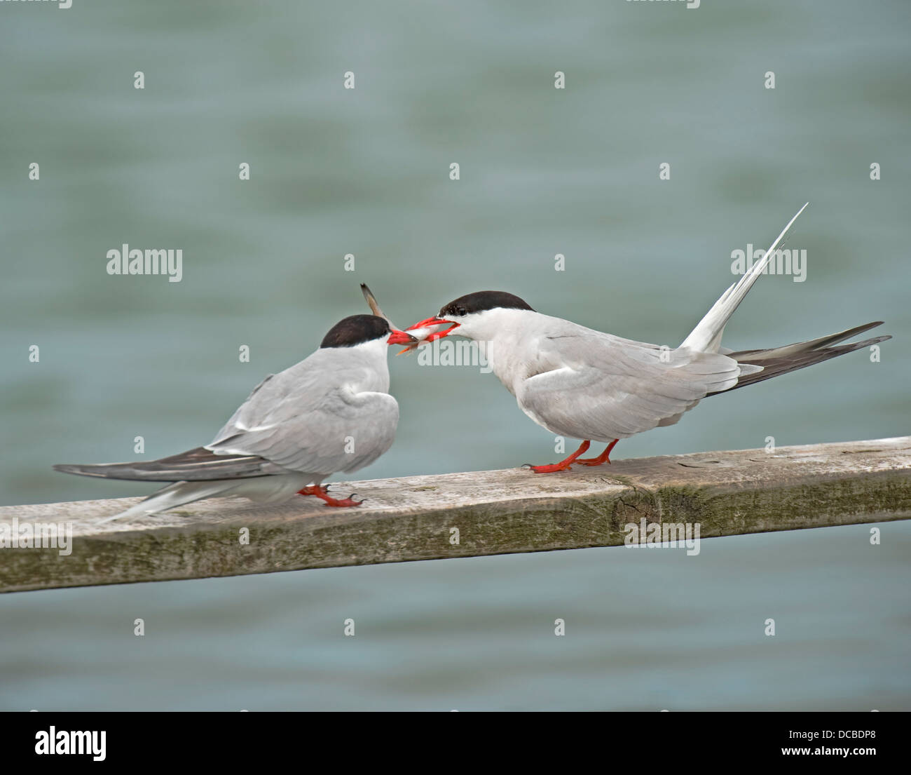 Common Tern; Sterna hirundo Stock Photo - Alamy