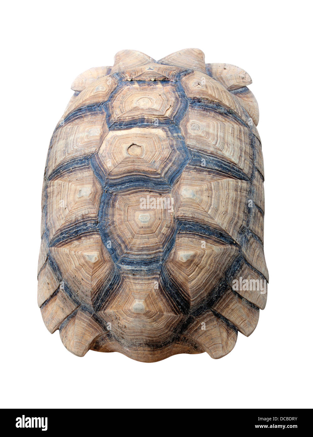 Texture of Turtle carapace isolated white background Stock Photo - Alamy