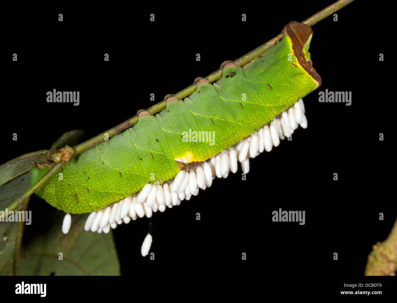 Ichneumon wasp parasitoid in hi-res stock photography and images - Alamy