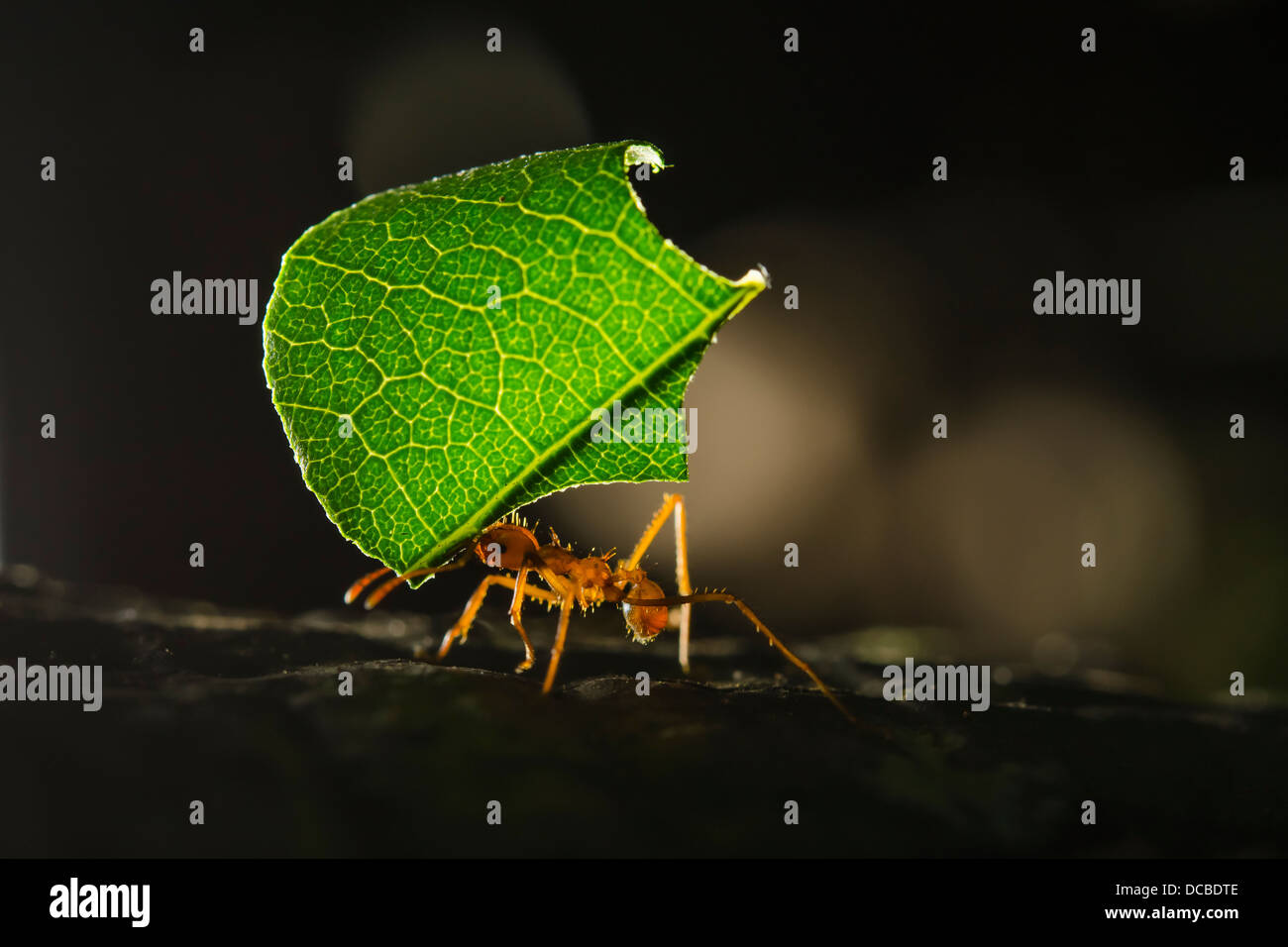 LEAF-CUTTER ANT carrying leaf Stock Photo - Alamy