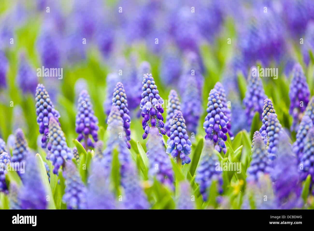Grape hyacinth in spring Stock Photo - Alamy
