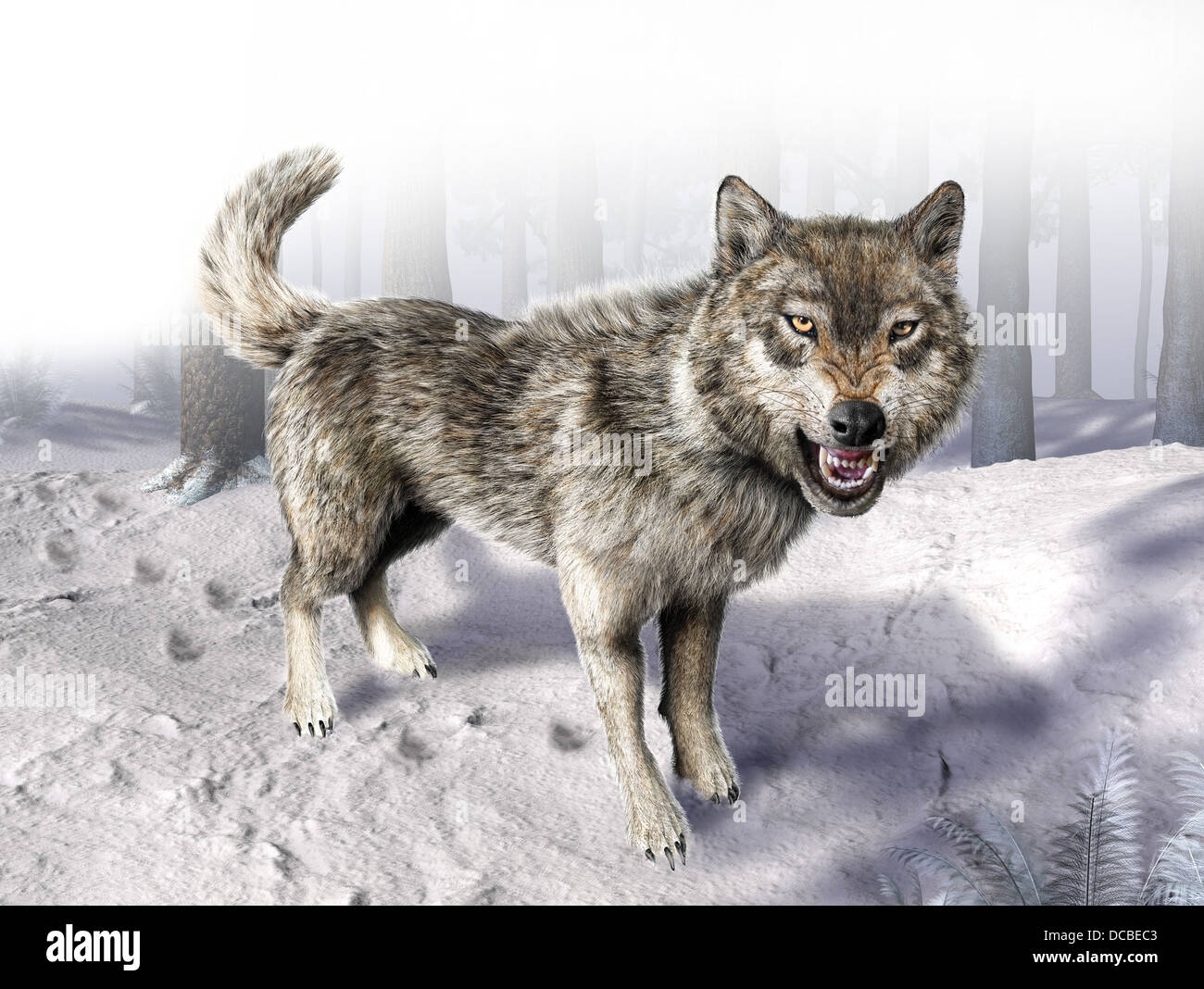 Wolf growling standing on snow. With fading forest on background Stock ...