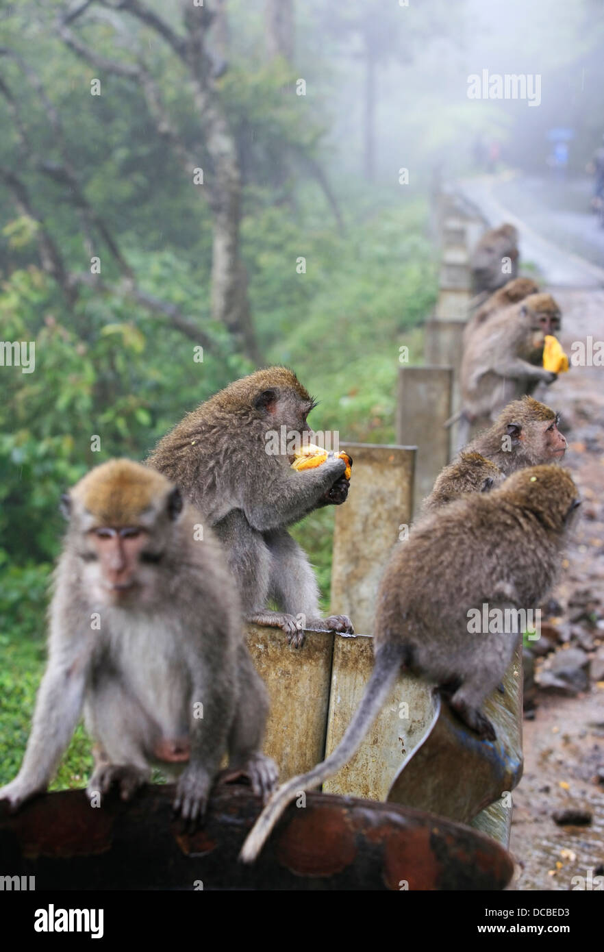 Family of monkeys Stock Photo - Alamy