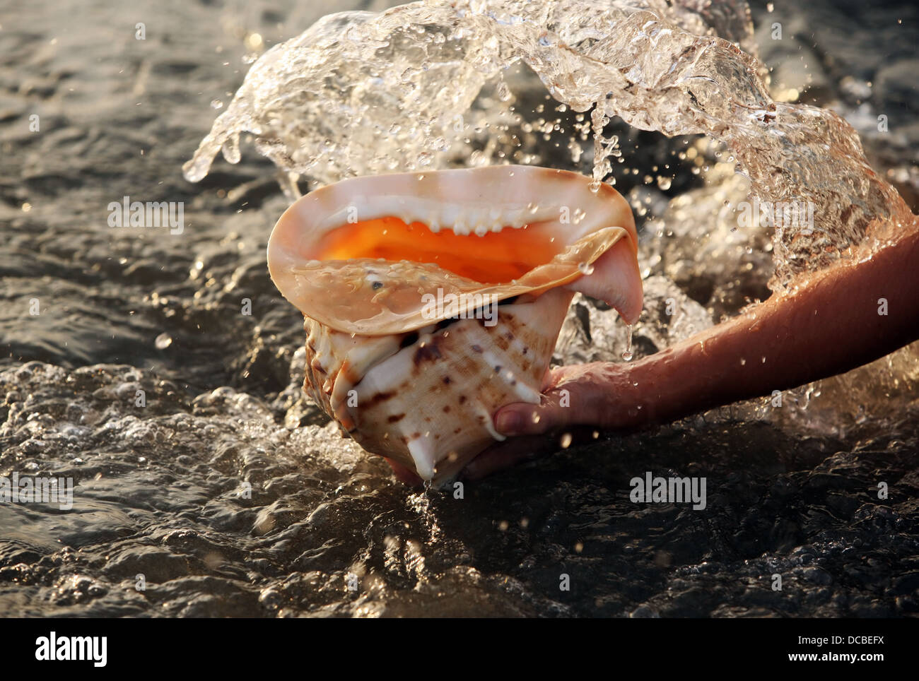 Ocean conch hi-res stock photography and images - Alamy