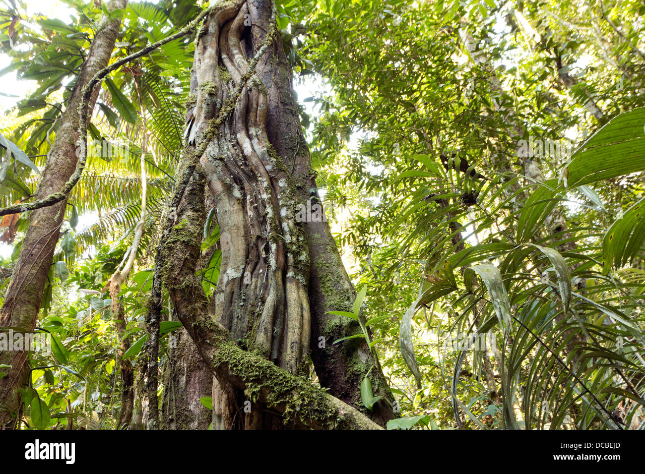 Lianas In The Tropical Rainforest