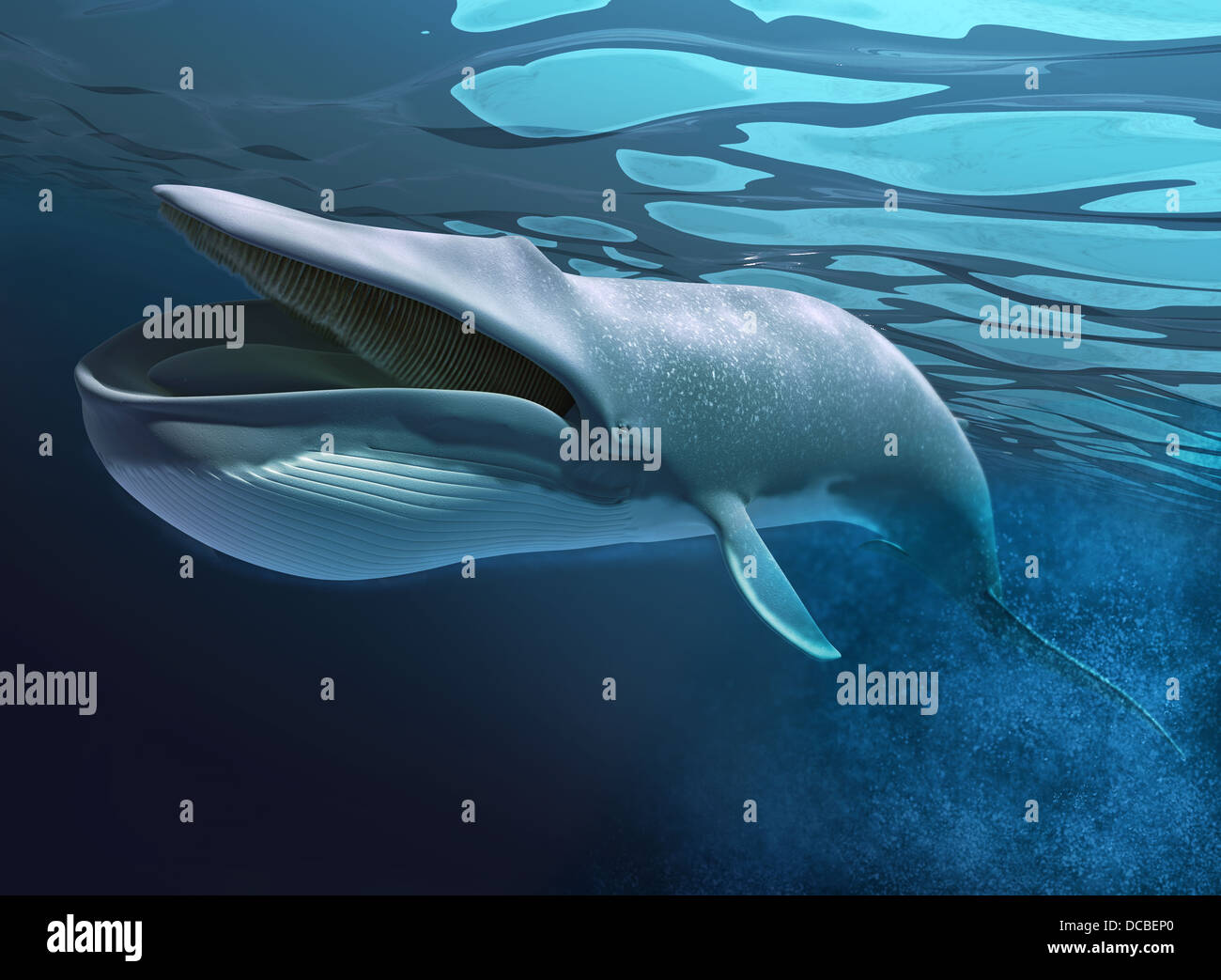 Whale under water swimming, with bubbles trail and water surface with ...