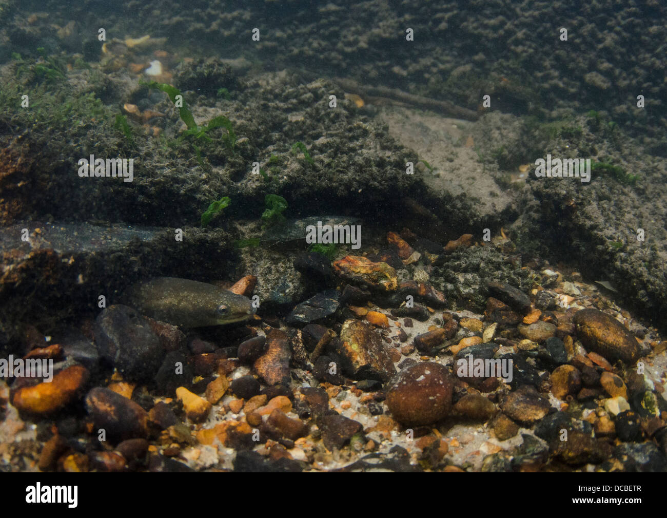 Eel under rock Stock Photo - Alamy