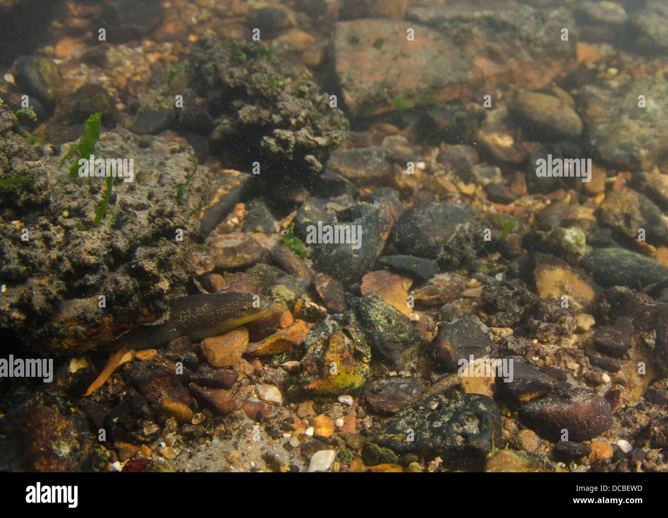European eel river hi-res stock photography and images - Alamy