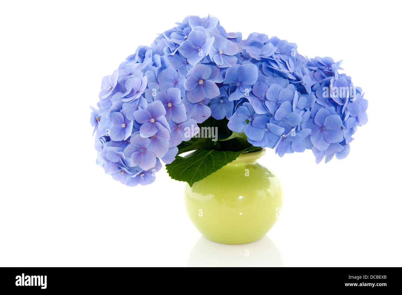 Blue Hydrangea in vase Stock Photo - Alamy