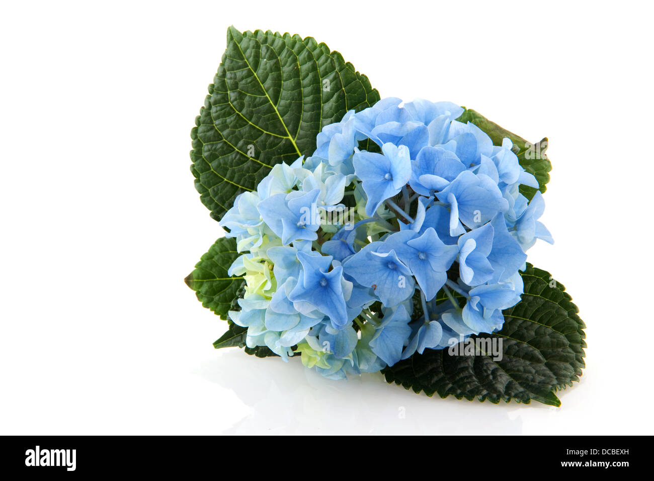 White and blue hydrangea hi-res stock photography and images - Alamy